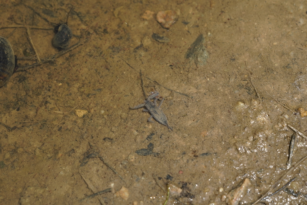 Laccotrephes chinensis from 香港新田 on May 18, 2022 at 11:56 AM by pulchra ...