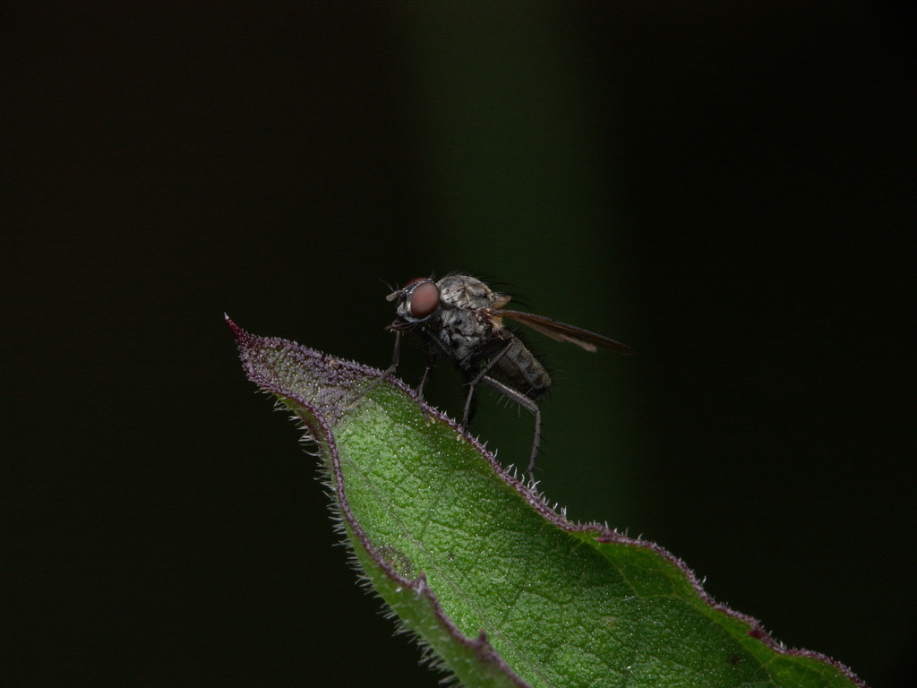 Muscoid Flies from Даниловский р-н, Ярославская обл., Россия on August ...