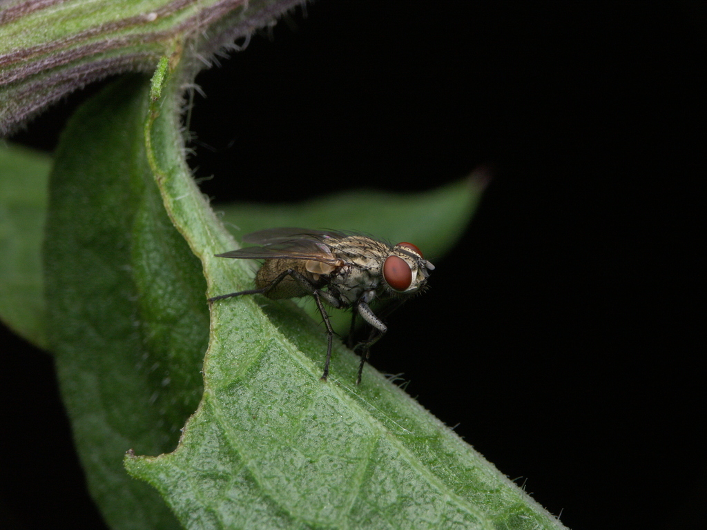 Calyptrate Flies from Даниловский р-н, Ярославская обл., Россия on ...