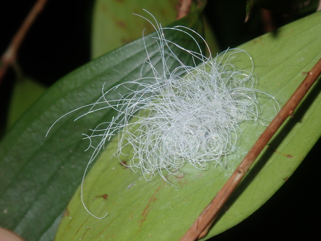 Aleuroctarthrus destructor from Port Macquarie-Hastings - Pt B, New ...