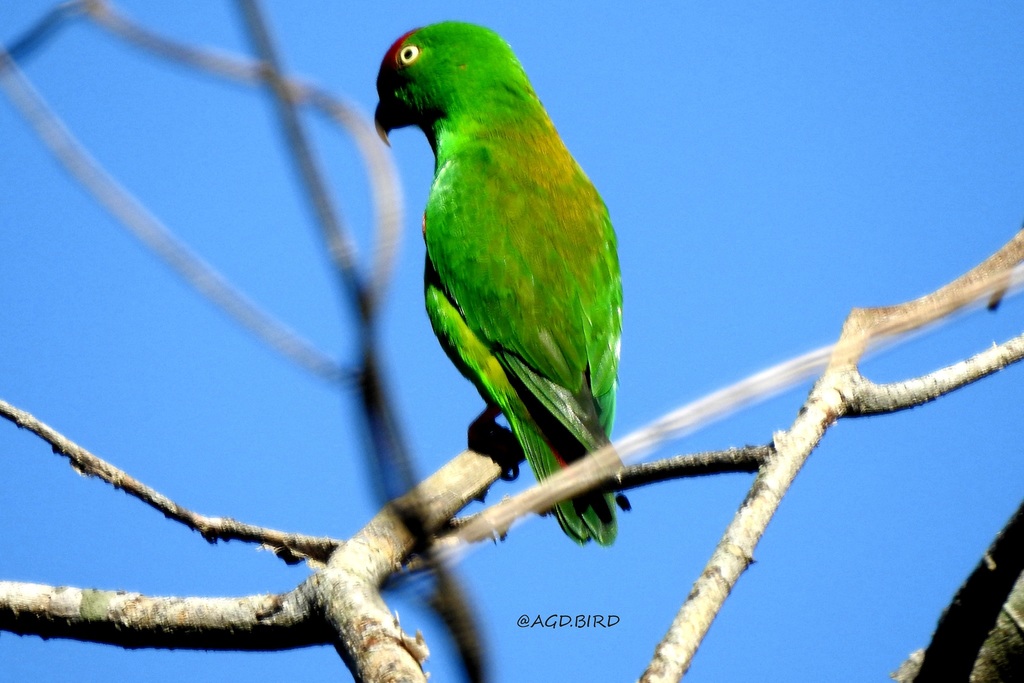Sulawesi Hanging-Parrot (Loriculus stigmatus) - Avian Discovery