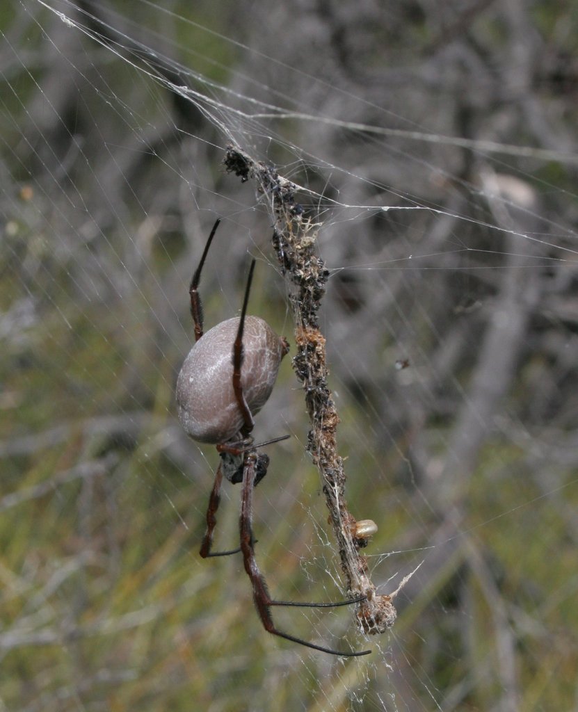 Australian Golden Orbweaver from Cape Arid WA 6452, Australia on April ...