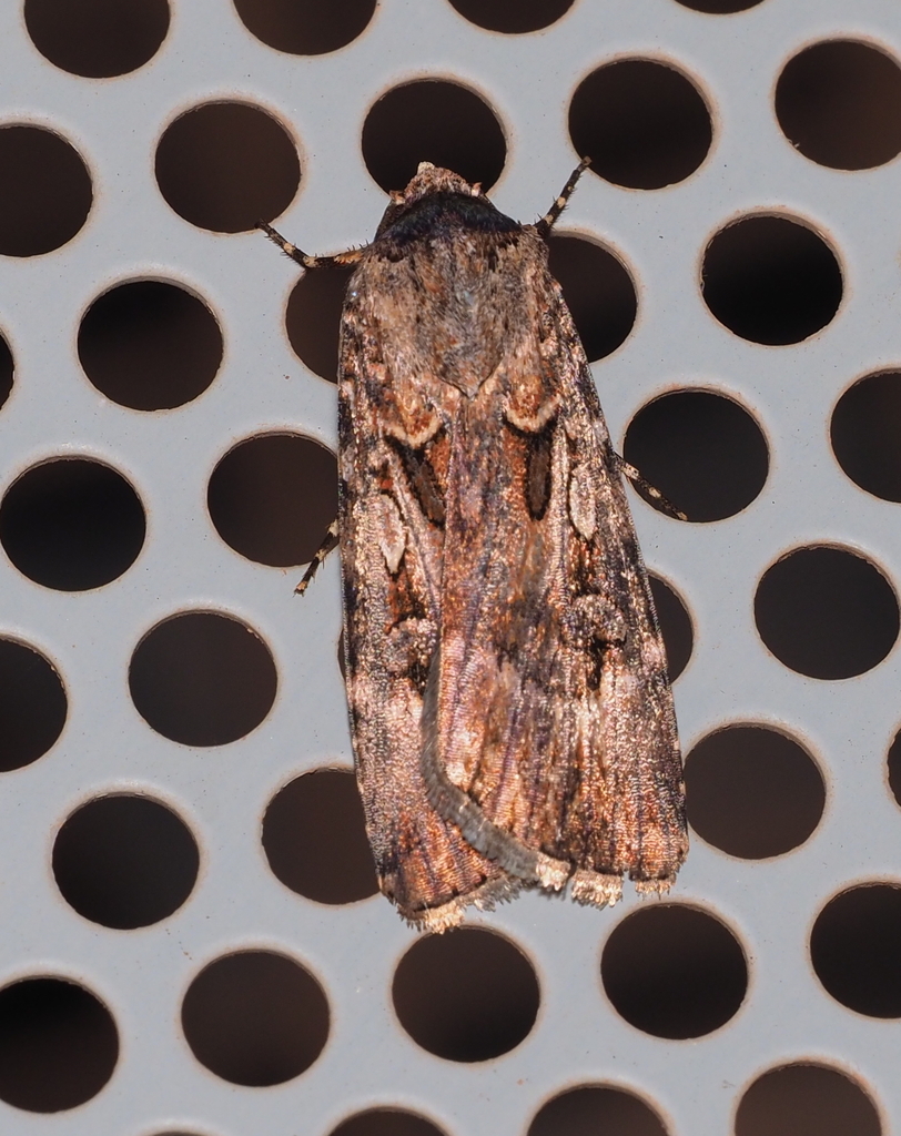 Agrotis poliophaea from El Questro Wilderness Park, El Questro Rd ...