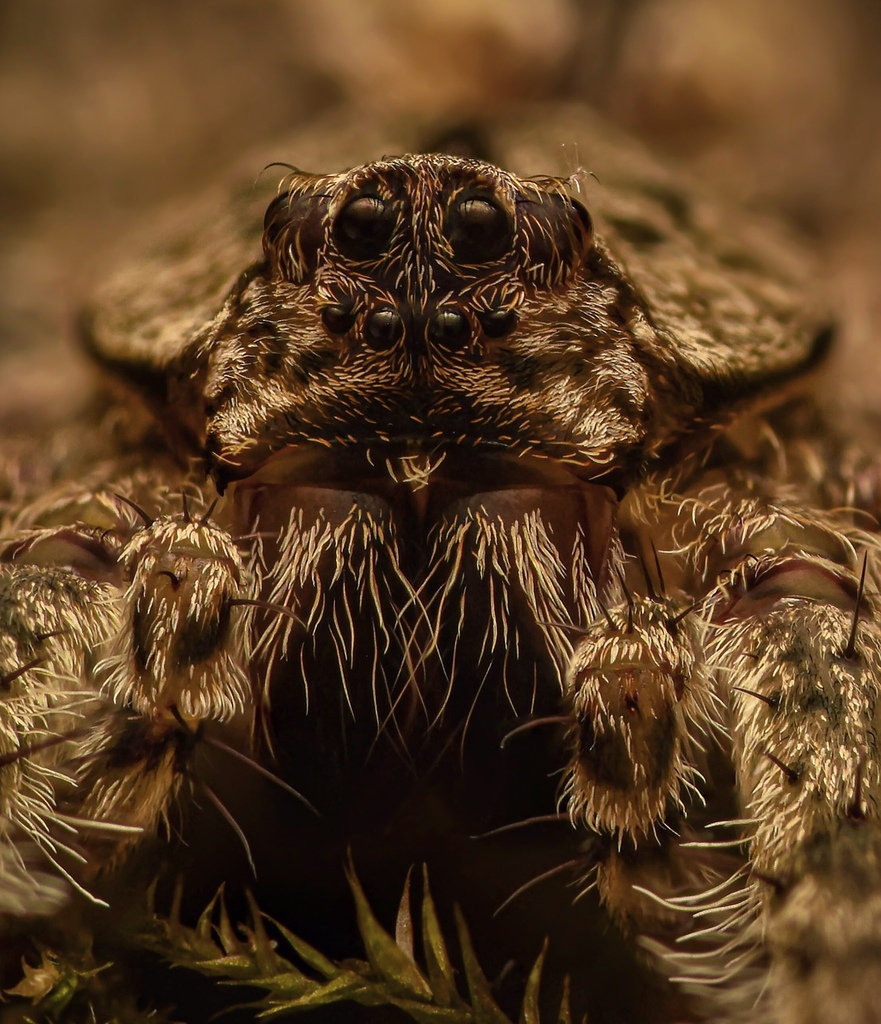 White-banded Fishing Spider from Keasler Dr, Seneca, SC, US on May 09 ...