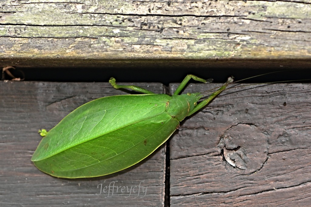 Phyllomimus klapperichi from 香港林村 on May 18, 2022 at 02:24 PM by ...