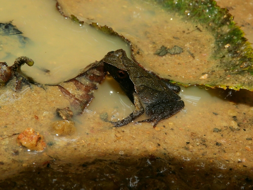 Concave-crowned Horned Toad from Ban Luang, Chom Thong District, Chiang ...