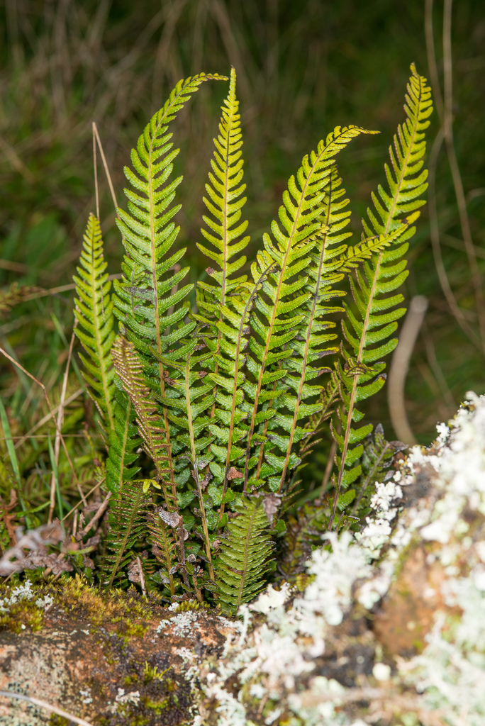 Rasp fern in May 2022 by Andrew Townsend · iNaturalist