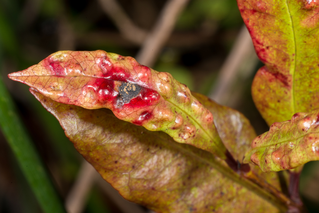 Myrtle Rust from Kaipara, Northland, New Zealand on May 17, 2022 at 04: ...
