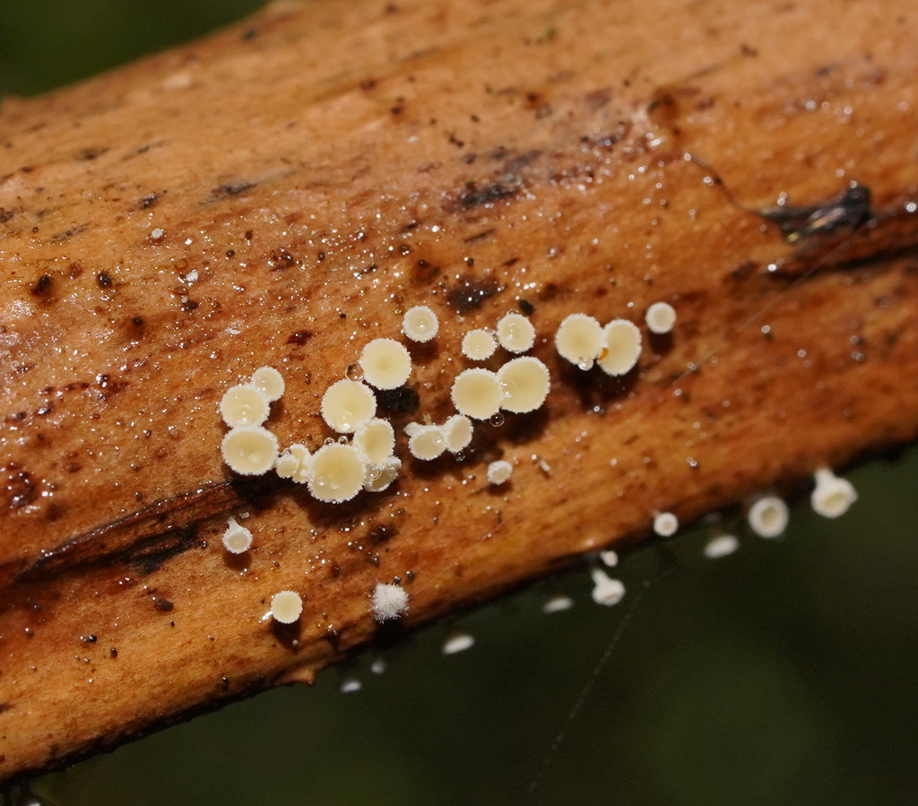 Lachnum varians from Lorne VIC 3232, Australia on May 09, 2022 at 01:43 ...