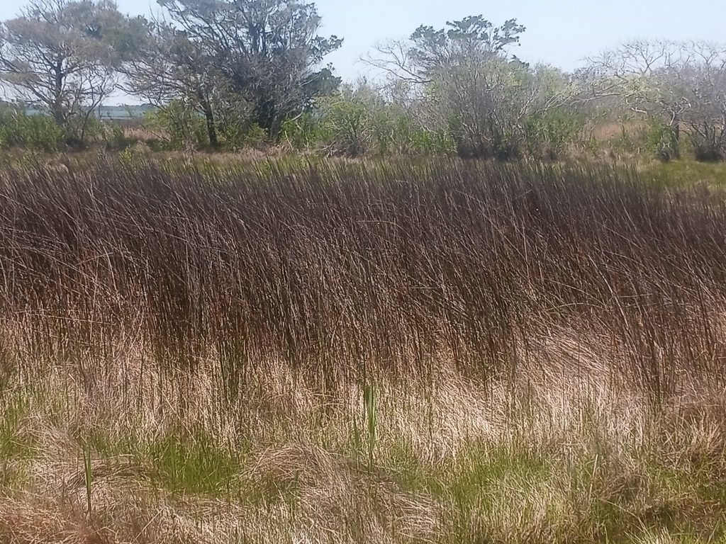 needlegrass rush from Berlin, MD 21811, USA on May 17, 2022 at 12:59 PM ...