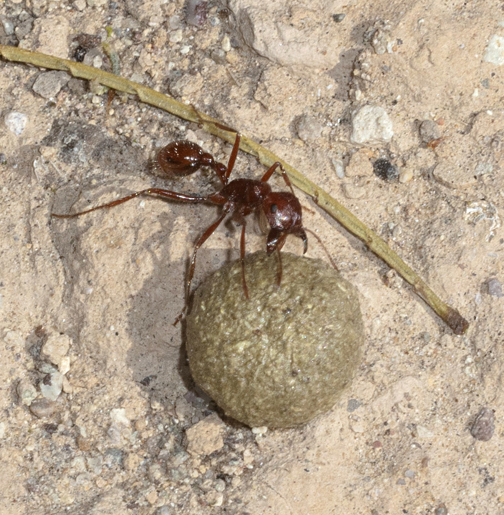 Typical American Harvester Ants from Inyo County, CA, USA on March 24 ...