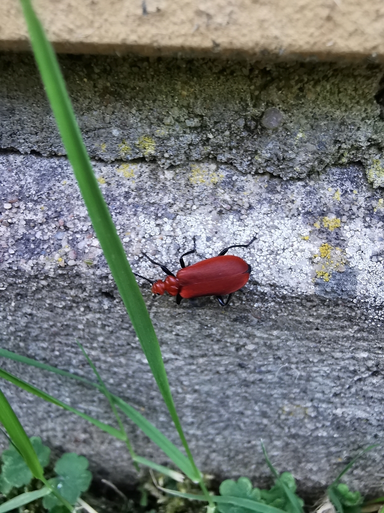 Common Cardinal Beetle from GI Merkenich-Süd, Köln, Deutschland on May ...