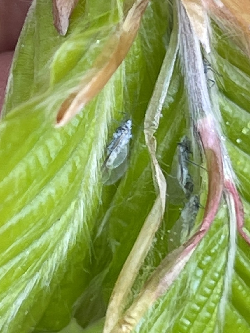 Phyllaphis fagi (Linnaeus, 1761)