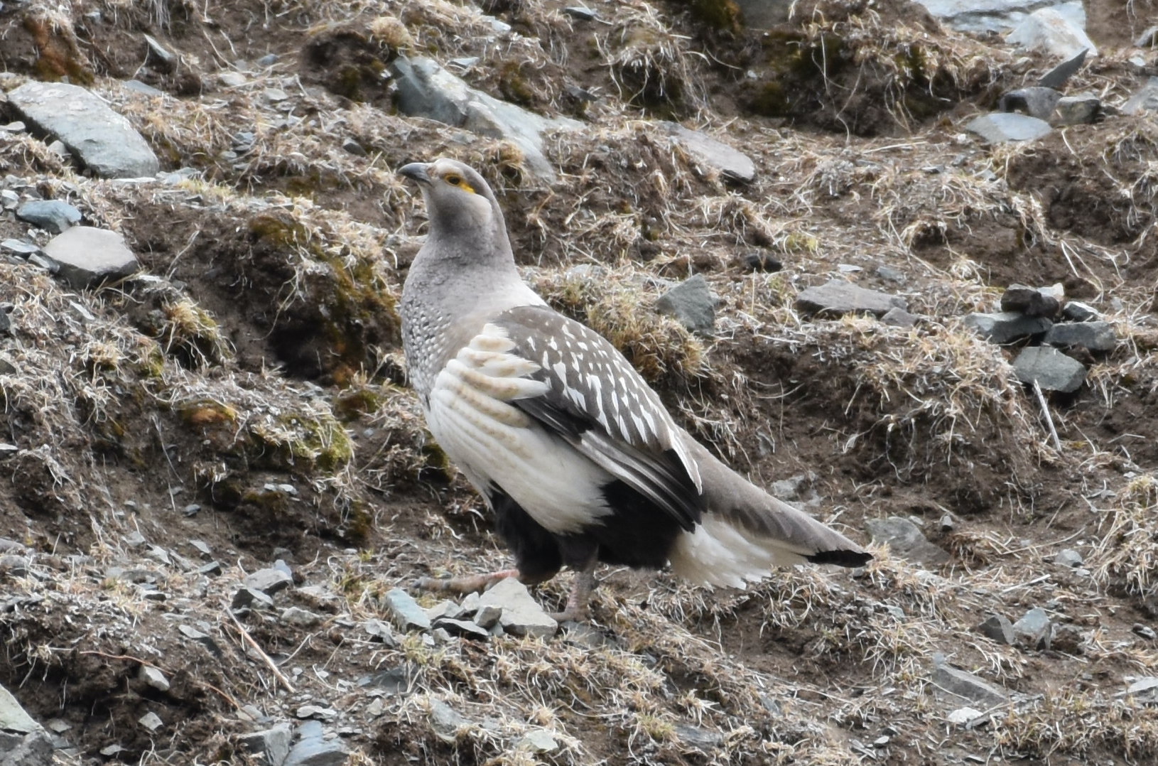 Tetraogallus altaicus (Gebler, 1836)