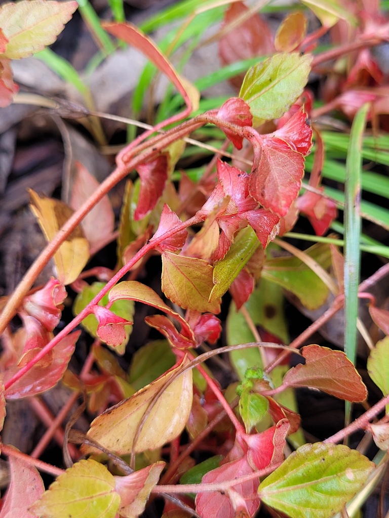 Asian Copperleaf from Sydney NSW, Australia on May 9, 2022 at 02:14 PM ...