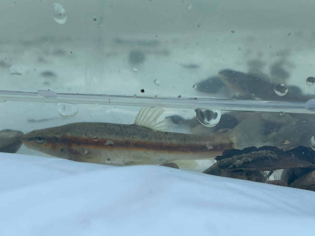 Western Blacknose Dace from Whitby on May 15, 2022 at 11:20 AM by ...