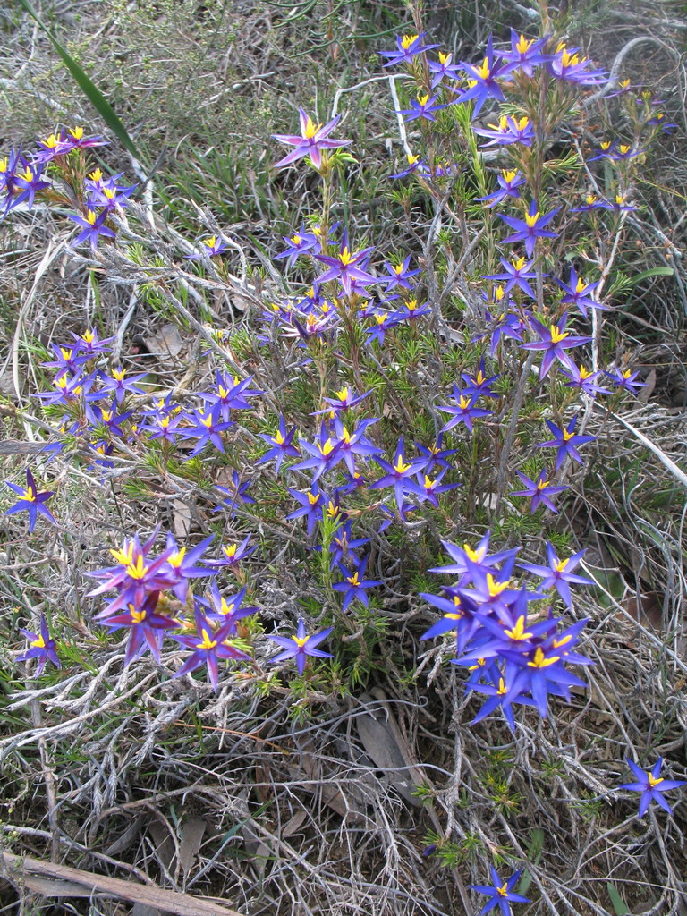 (Calectasia valida) - Botanical Realm