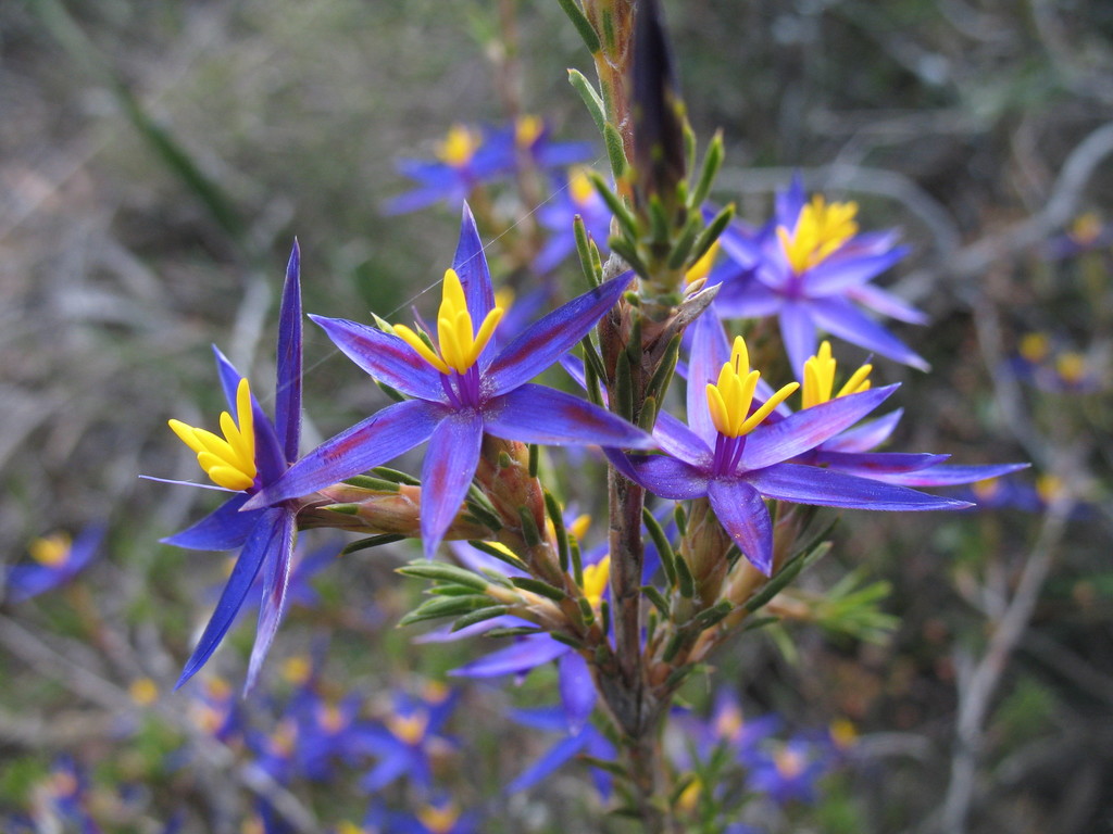 (Calectasia valida) - Botanical Realm