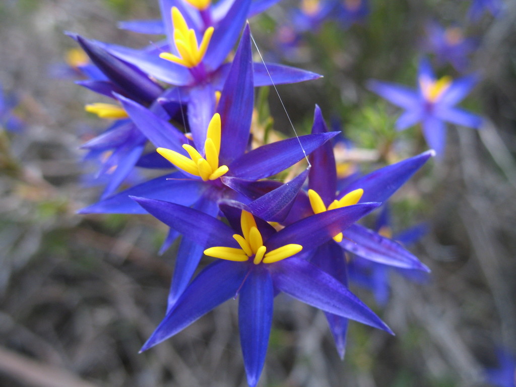 (Calectasia valida) - Botanical Realm