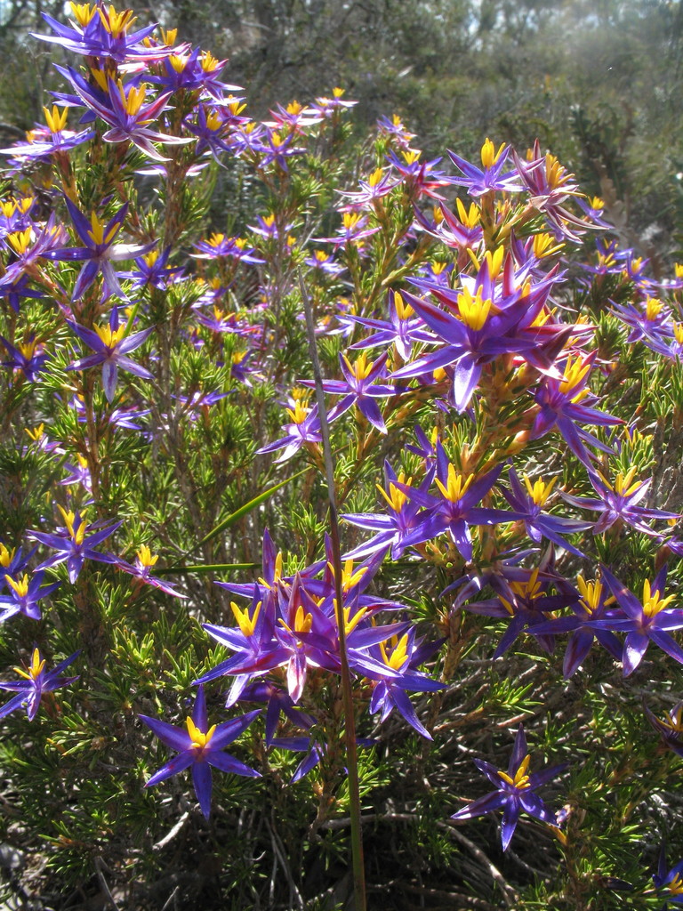 (Calectasia valida) - Botanical Realm