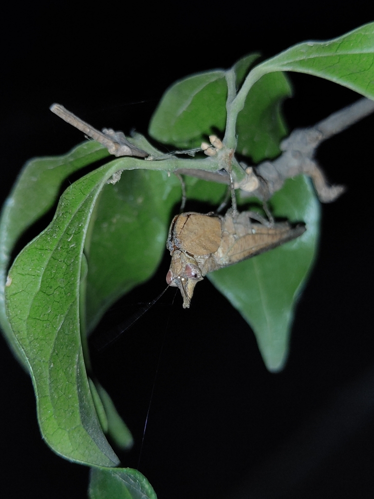 Hestiasula brunneriana from IGNOU Residential Campus Road on May 16 ...