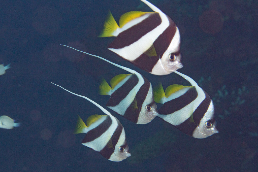Schooling Bannerfish on May 09, 2022 at 07:28 AM by Mark Rosenstein ...