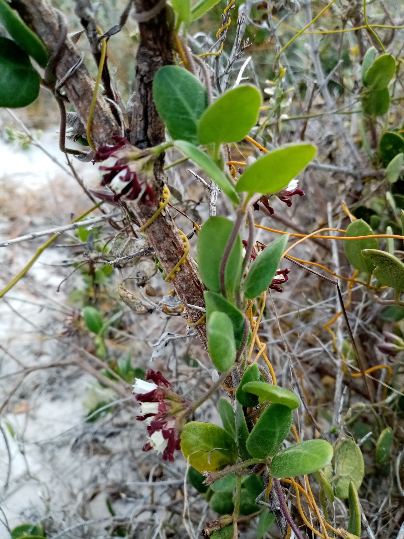 Cynanchum africanum (L.) Hoffmanns.