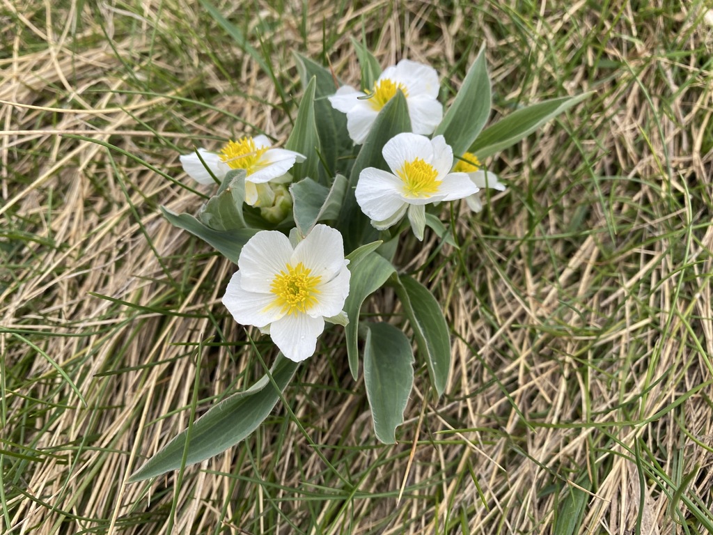 Amplexicaule Buttercup from Palencia, Spain on May 15, 2022 at 04:47 PM ...