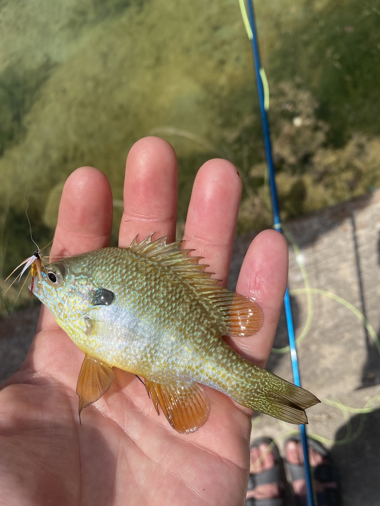 Longear Sunfish from Cullum Lake, Hunt, TX, US on May 17, 2022 at 03:22 ...