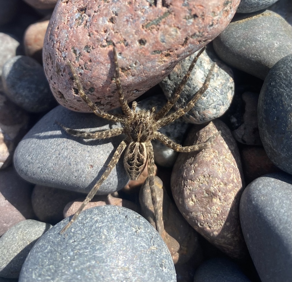 Striped Fishing Spider from Lake Superior, Schroeder, MN, US on May 17 ...