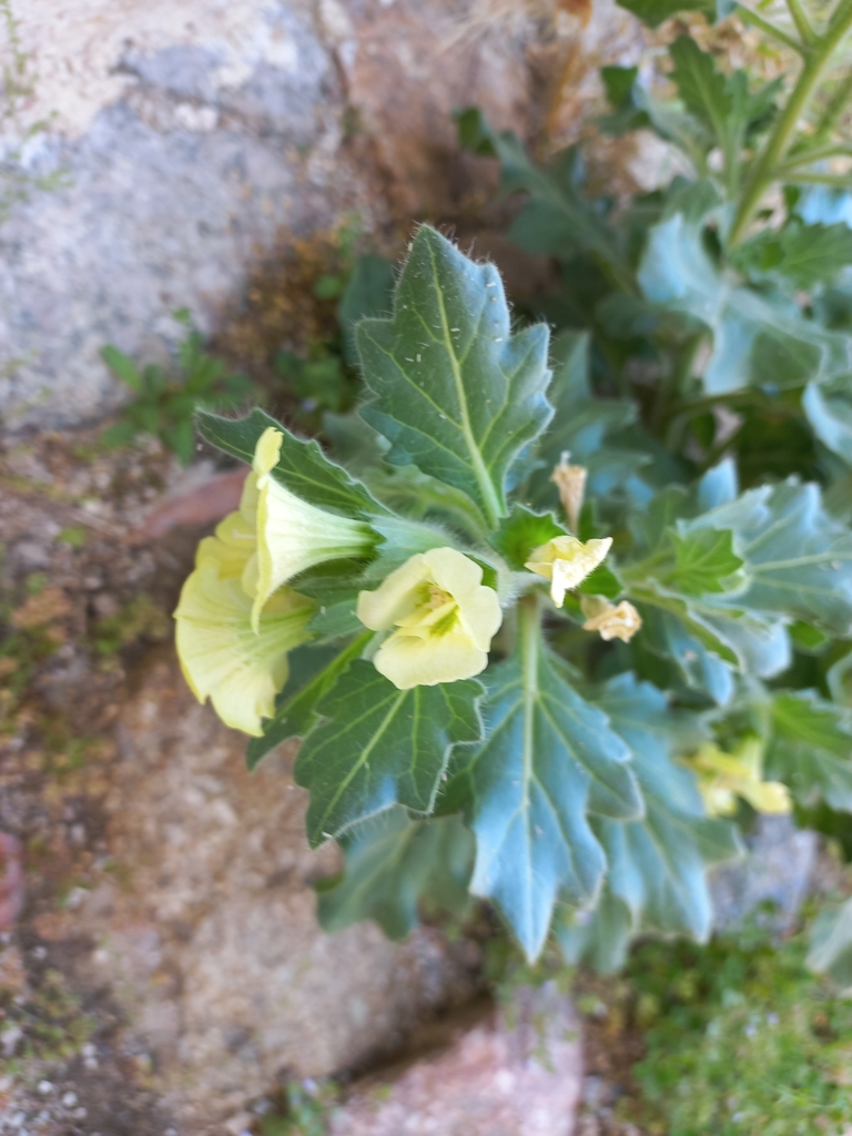 white henbane from Calvi, France on May 18, 2022 at 03:19 PM by Nicolas ...