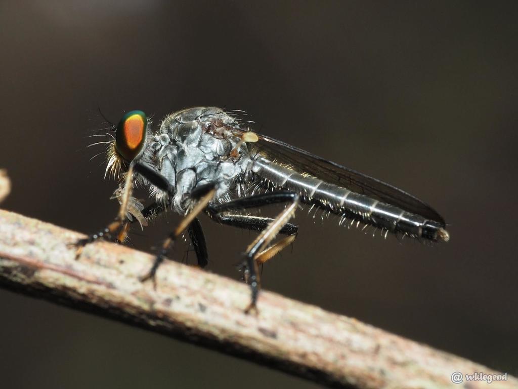Ommatius from 香港 on May 18, 2022 at 11:57 AM by wklegend · iNaturalist