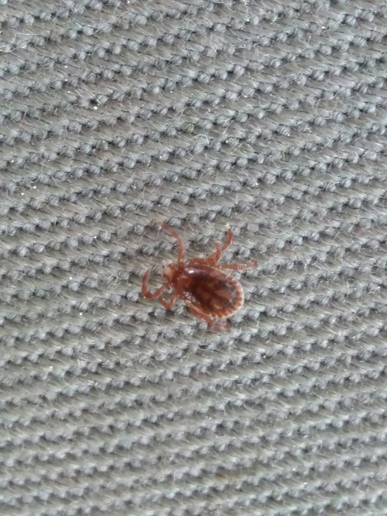 Haemaphysalis from 958 03 Veľké Kršteňany, Slovensko on May 18, 2022 at ...