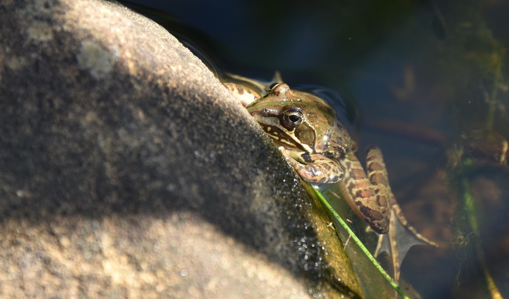 Common River Frog from Indlovu DC, Afrique du Sud on April 27, 2022 at ...