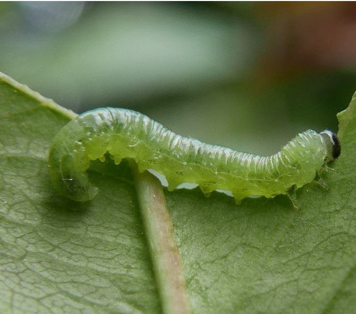 Nematinae from Hilbert-Str on May 17, 2022 at 03:29 PM by Gerrit Öhm. On Rosa · iNaturalist