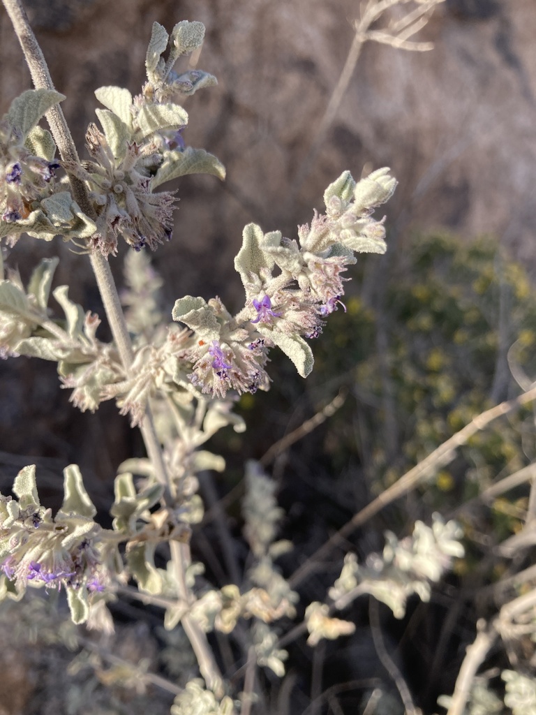 desert lavender from N Cox Rd, Casa Grande, AZ, US on March 21, 2022 at ...