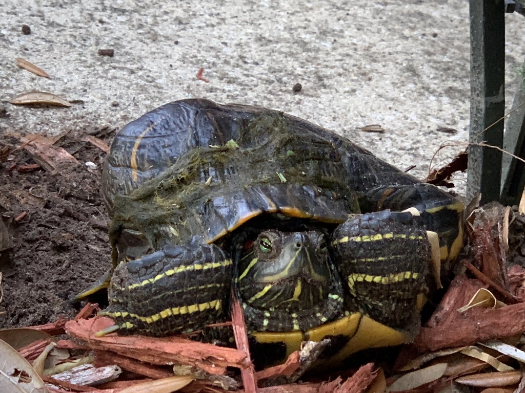 Red-eared Slider in May 2022 by ccal. Slider with deformed shell laying ...