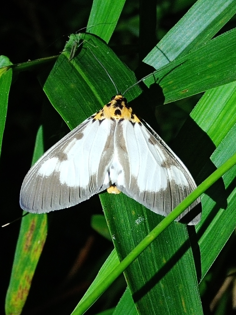 Asota plana from Nantou, TW-TA, TW on May 18, 2022 at 07:58 PM by 歐陽秀華 · iNaturalist