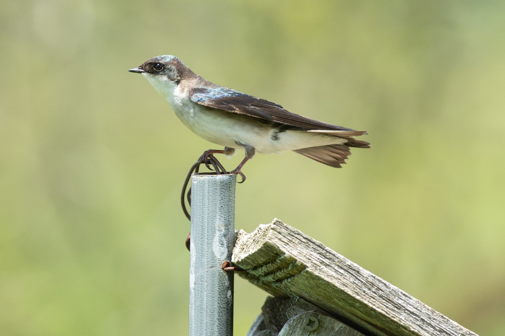 Tree Swallow from Stark County, OH, USA on May 16, 2022 at 02:09 PM by ...