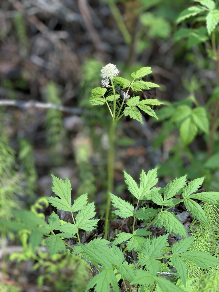 red baneberry from Kenai Peninsula County, US-AK, US on June 05, 2021 ...