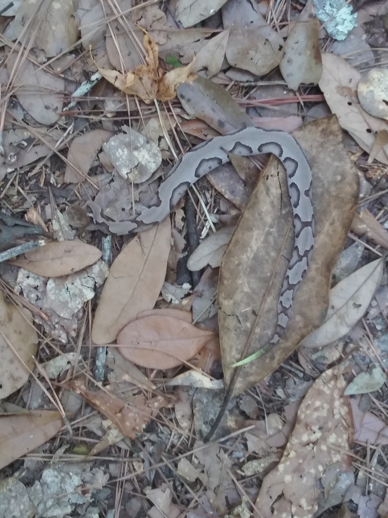 Eastern Copperhead from Hardeeville, SC 29927, USA on May 18, 2022 at ...