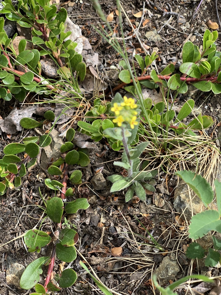 Golden Draba from Chugach, Anchorage County, US-AK, US on June 10, 2021 ...
