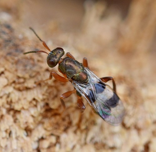 Cheiropachus quadrum · iNaturalist United Kingdom