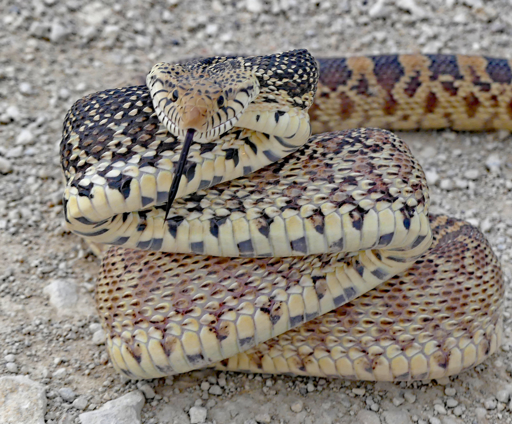 Bullsnake (Pituophis catenifer sayi) - Snakes and Lizards