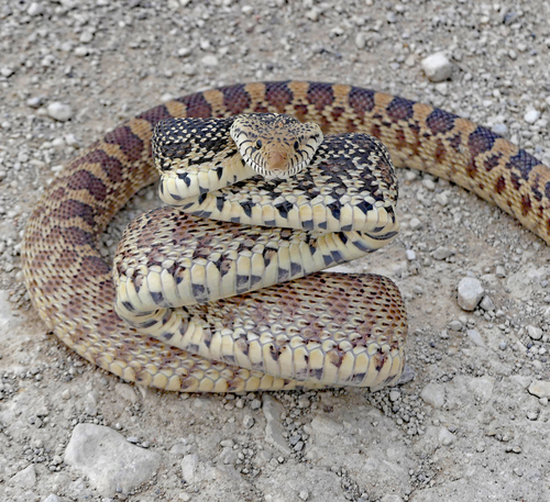 Gopher Snake (San Pedro Valley Park Flora and Fauna) · iNaturalist