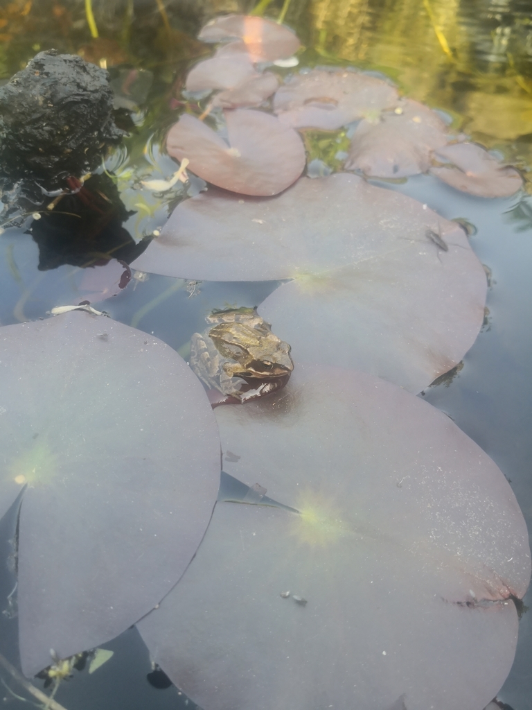 European Common Frog from 9632 Møldrup, Danmark on May 18, 2022 at 06: ...