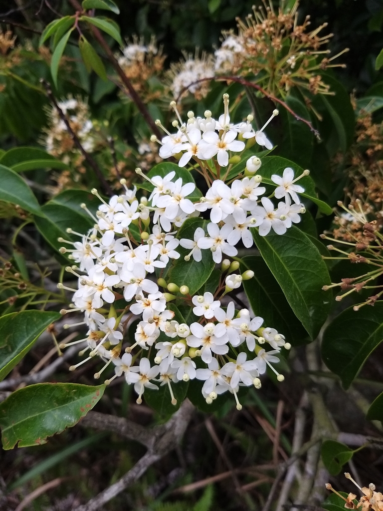 Bunch-like reevesia from Lantau Island, Hong Kong on April 26, 2022 at ...