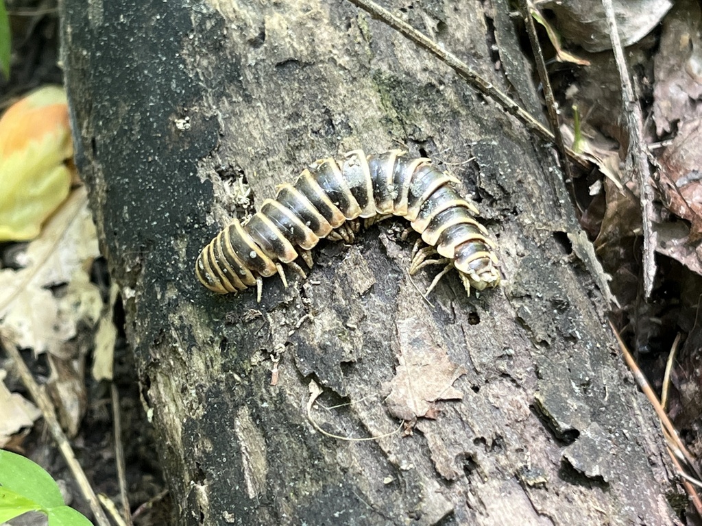 Black-and-gold Flat Millipede from Allenwood Ln, Great Falls, VA, US on ...