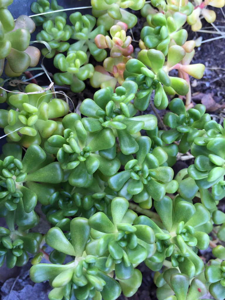 Oregon Stonecrop (Sedum oreganum) - Botanical Realm