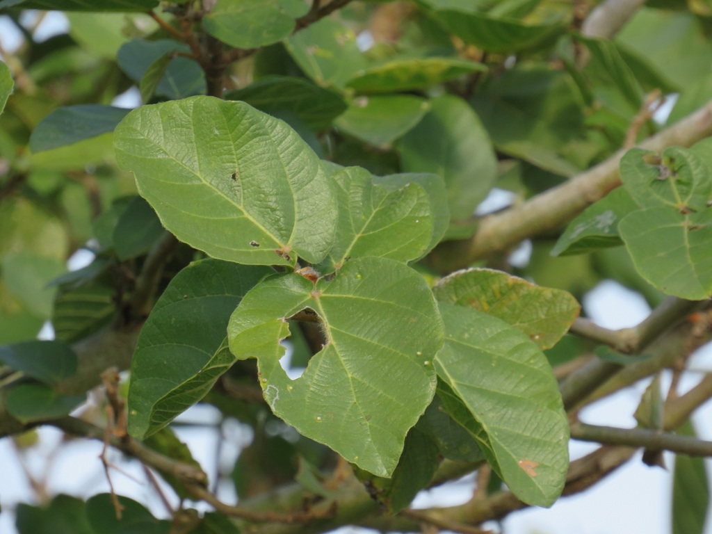 sycamore fig (Ficus sycomorus) - Botanical Realm